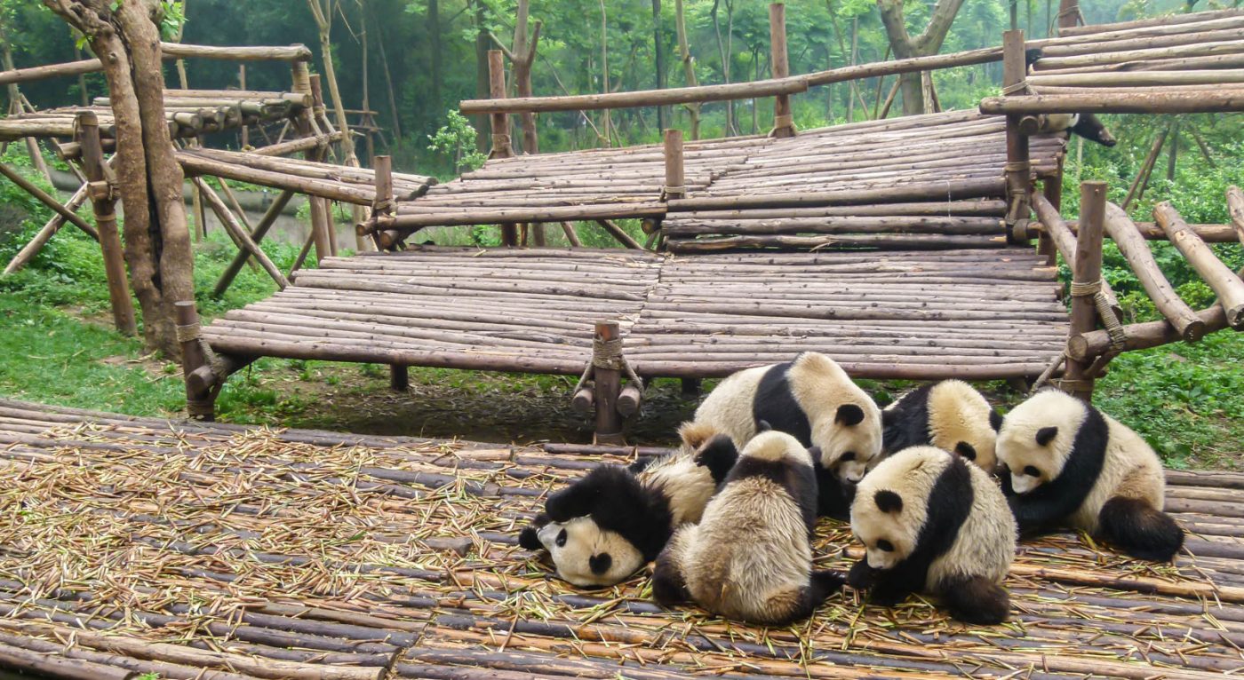 Chengdu, China - Panda Watch!