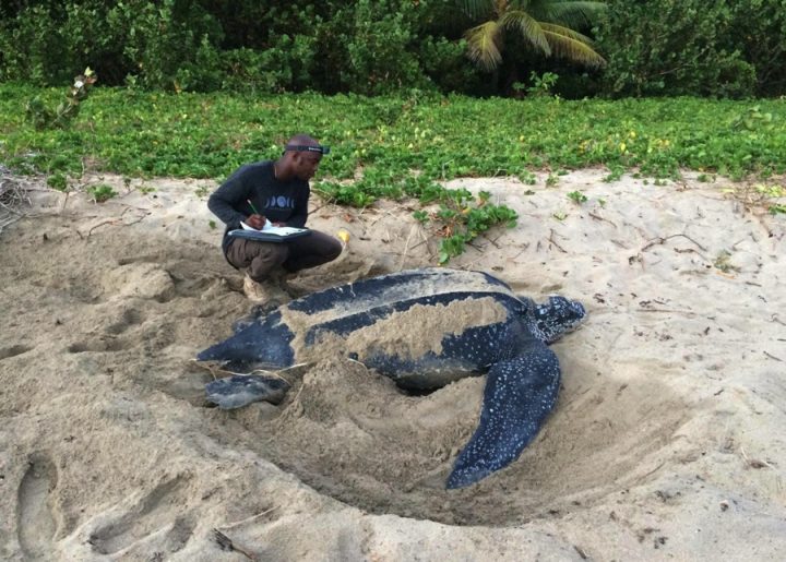 Volunteering With Leatherback Turtles - An Anniversary to Remember ...