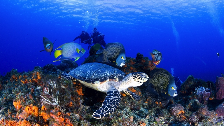 Diving In The Caribbean On Bequia Island (With Video) - Goats On The Road