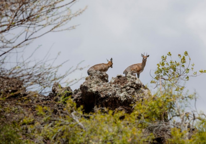 15 Best Game Reserves and Safari Parks in Kenya