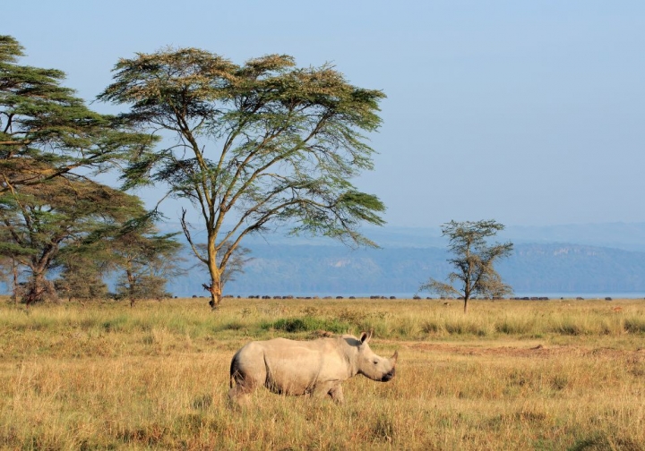 15 Best Game Reserves and Safari Parks in Kenya