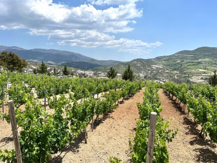 15 Best Wineries in Cyprus (+ Best Wines) - Goats On The Road