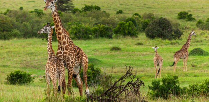 Is Kenya Safe? Everything You Need To Know Before Visiting - Goats On ...